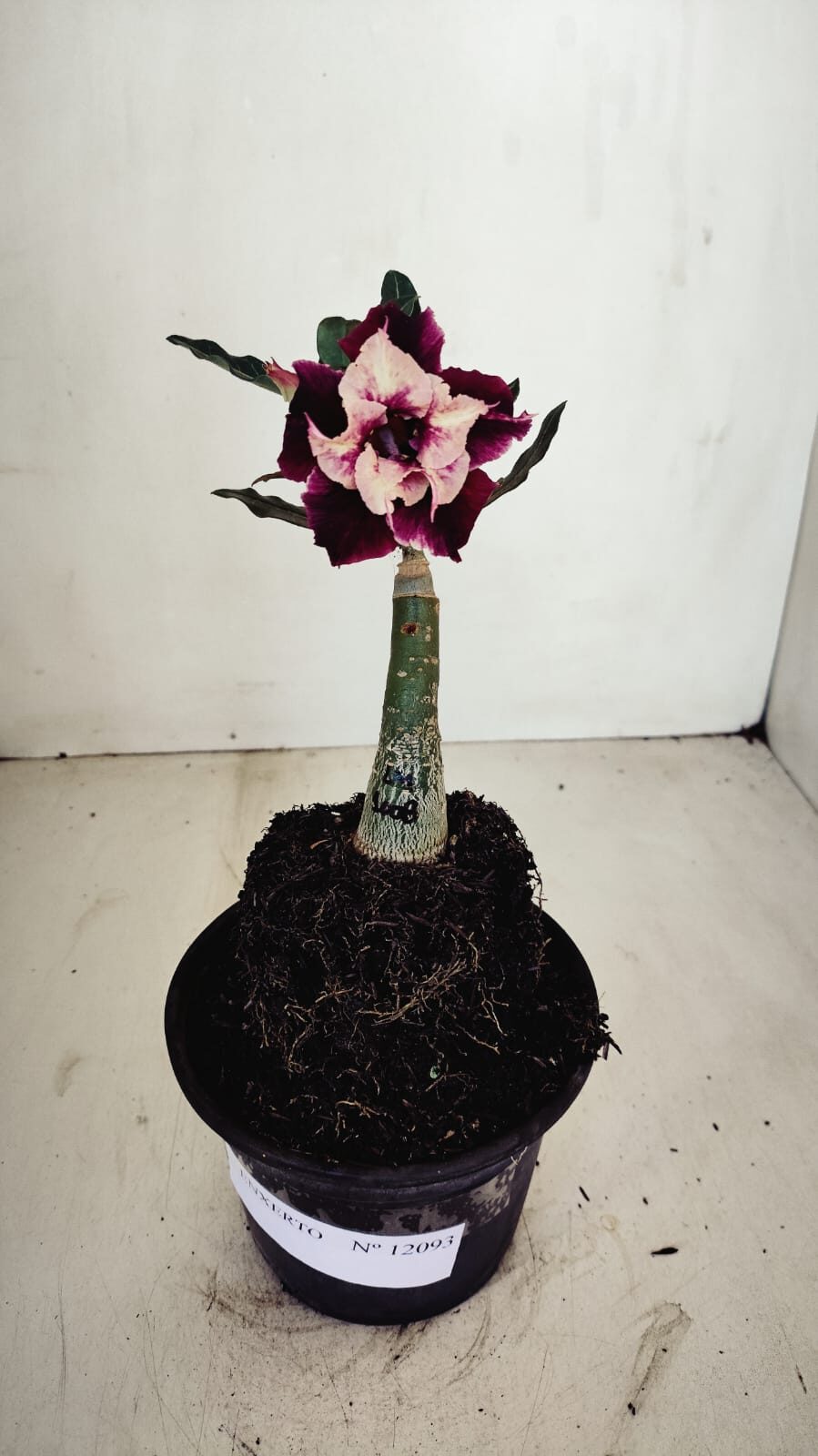 ENXERTO 12093 – 20cm (cor LM 1008) – Minha loja